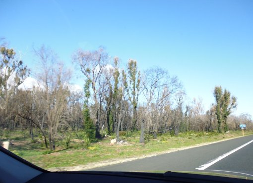 Six months after the Yarloop fires | Rhonda Bracey: At Random